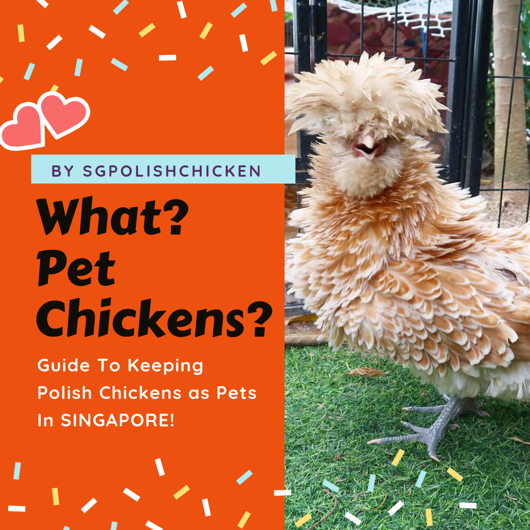 Infographic Guides – 🐣 SGPolishChicken 🐣