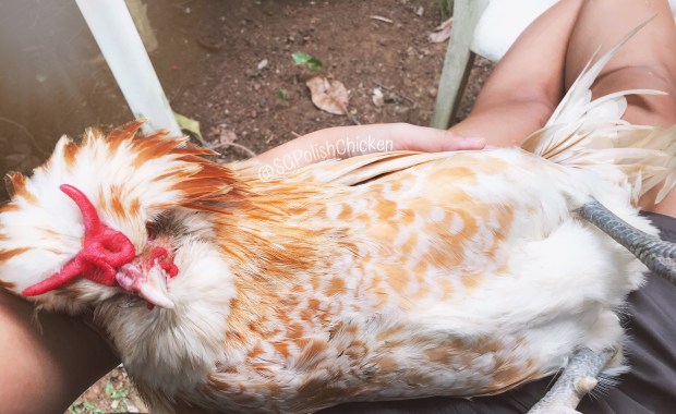 The Secret to Bonding With Your Chickens! – 🐣 SGPolishChicken 🐣