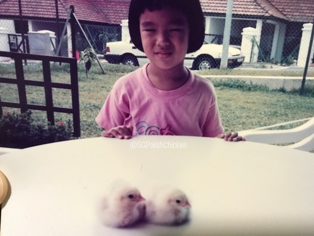 The Secret to Bonding With Your Chickens! – 🐣 SGPolishChicken 🐣