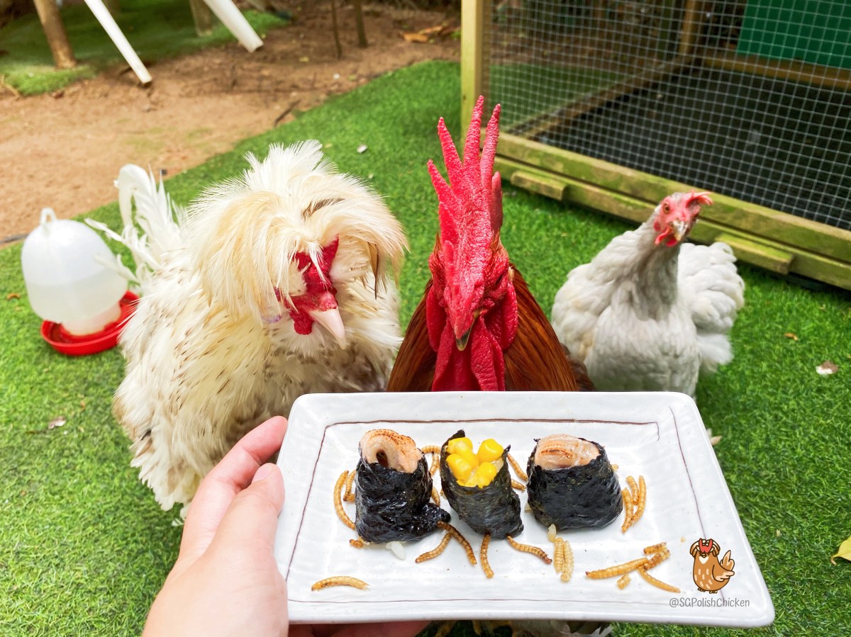 Fun Recipe Ideas for your Pet Chickens – Aburi Salmon & Gunkan Sushi ...